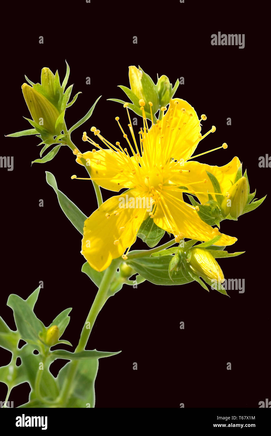 chase-devil, Klamath weed, Tipton's weed, goat weed, St. John's wort ...