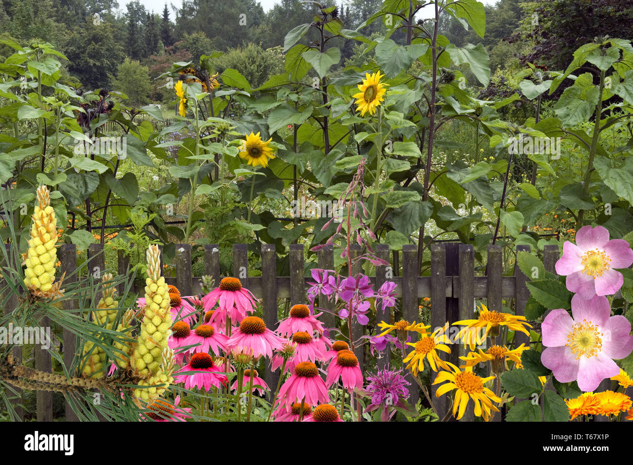 officinal plants, medical plants, arrangement Stock Photo - Alamy