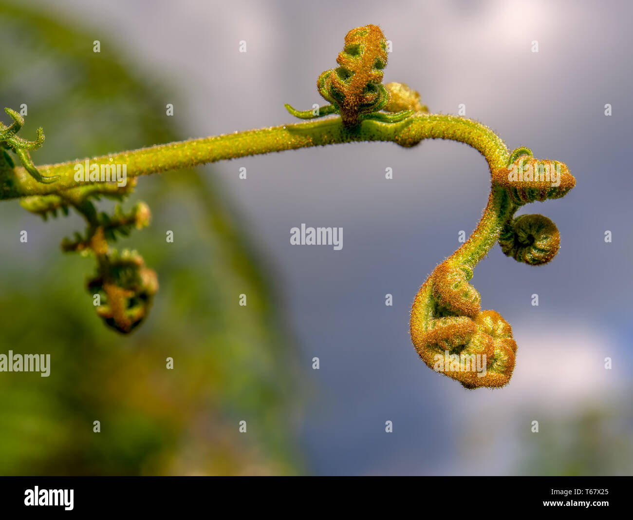 Macro photography of five new unrolled eagle fern fronds. Captured at ...