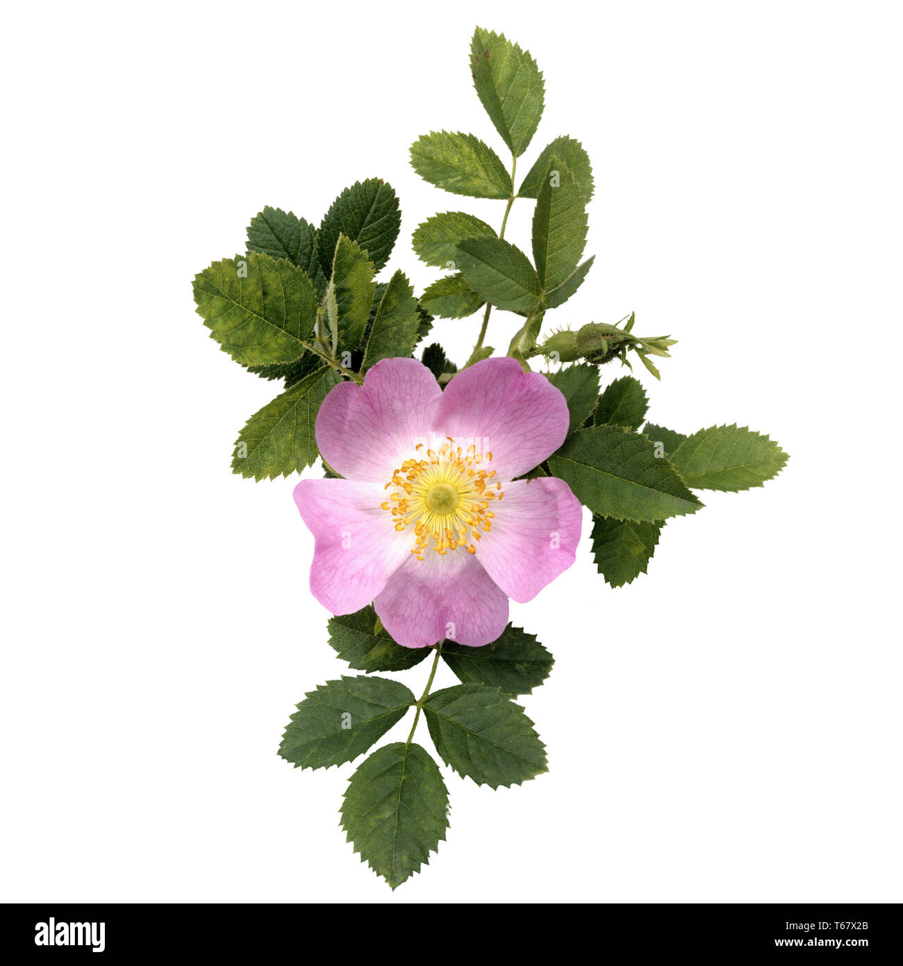 Rosehip hedge hi-res stock photography and images - Alamy