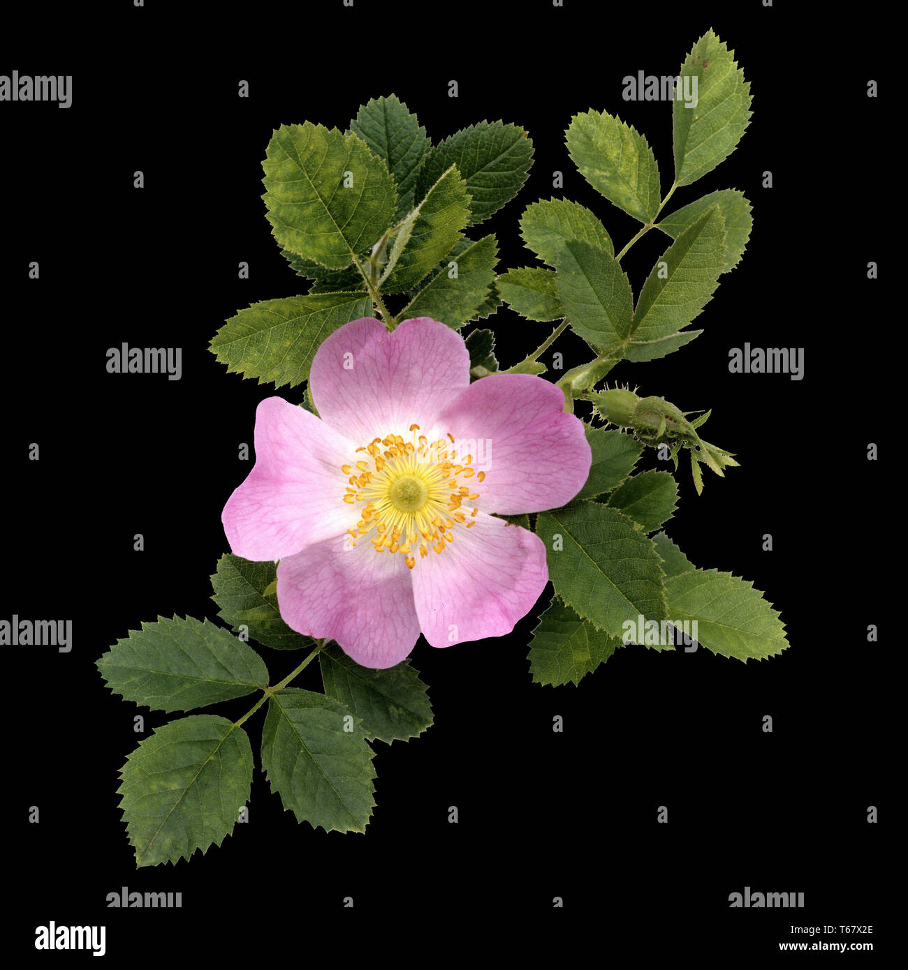 Photography of rose hips at a dog rose hi-res stock photography and ...