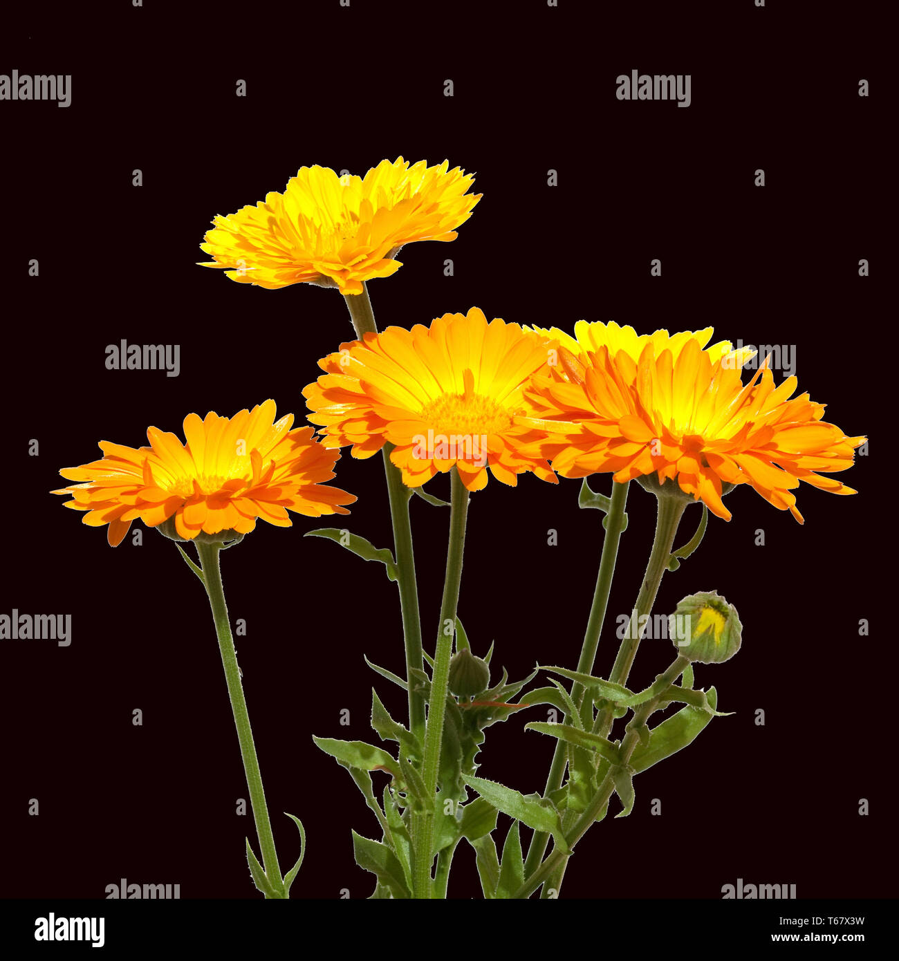 common marigold [Calendula officinalis] Stock Photo - Alamy