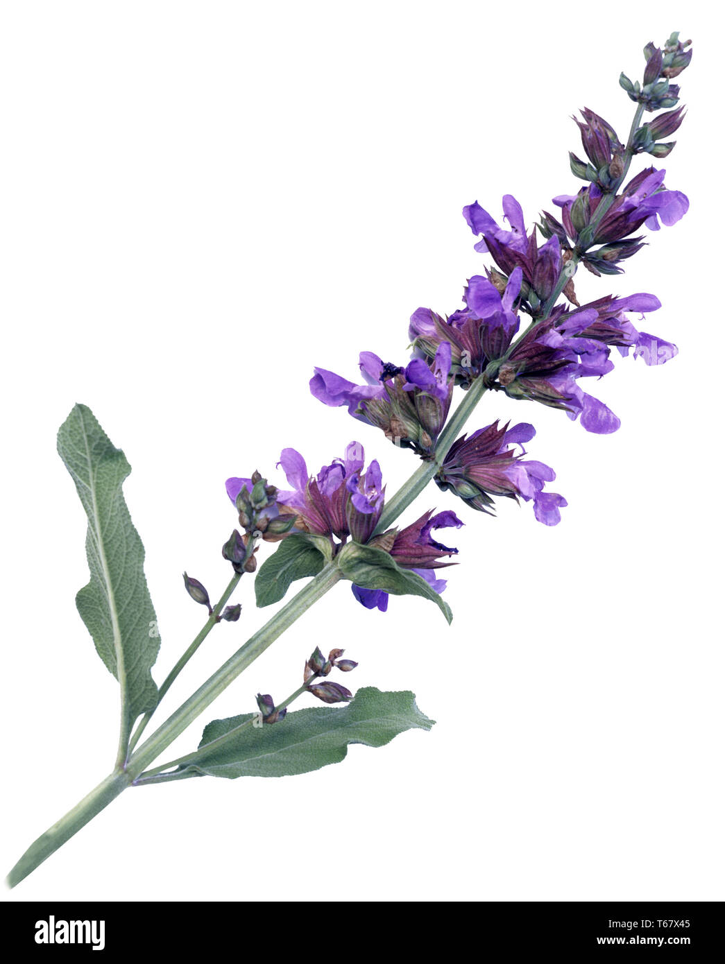 Common Sage, Salvia officinalis Stock Photo - Alamy