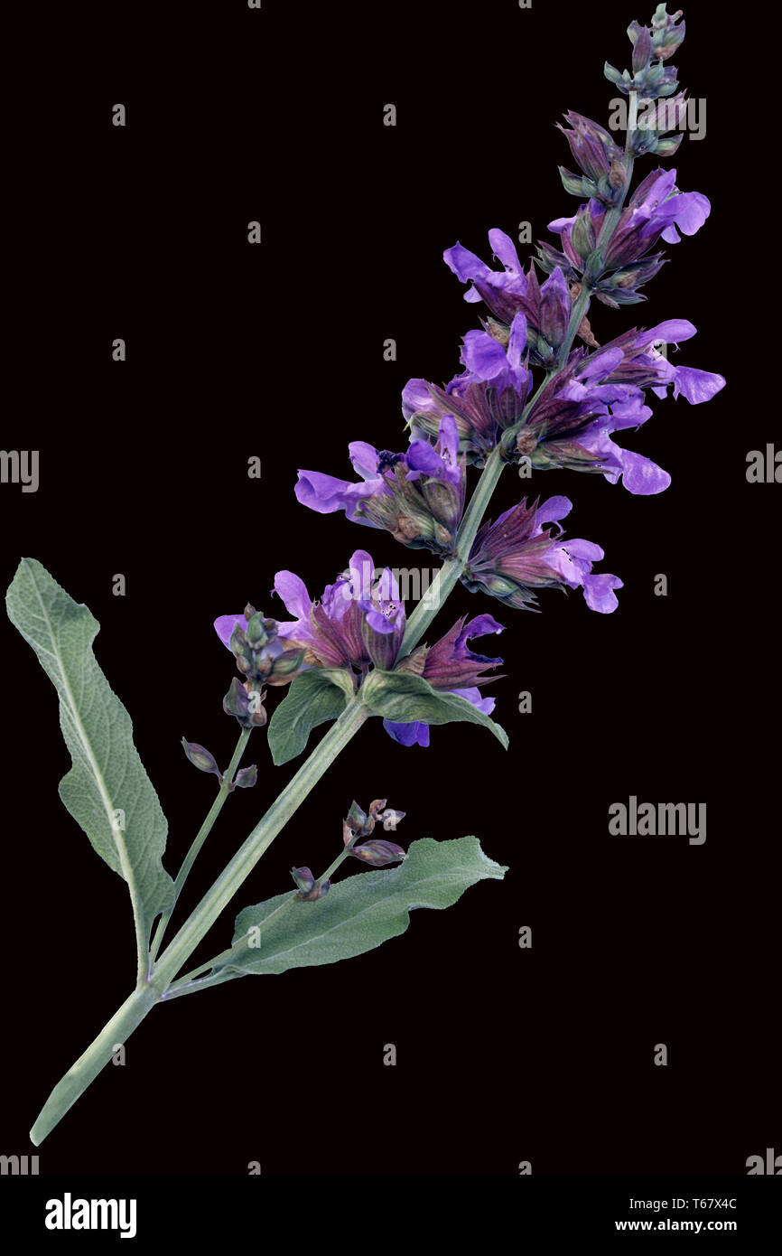 Common Sage, Salvia officinalis Stock Photo - Alamy
