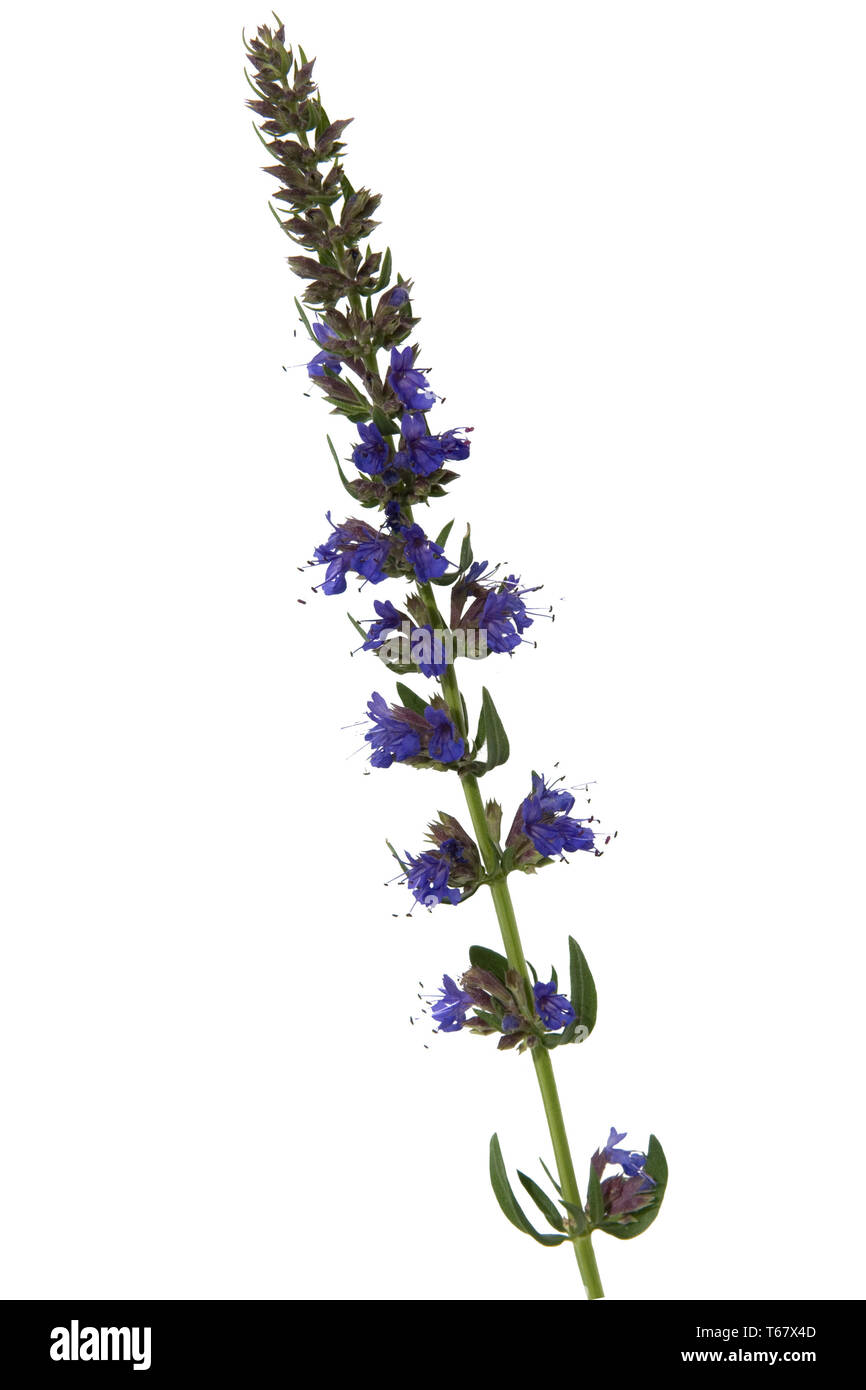 Medicinal plant ysop hyssopus officinalis hi-res stock photography and ...