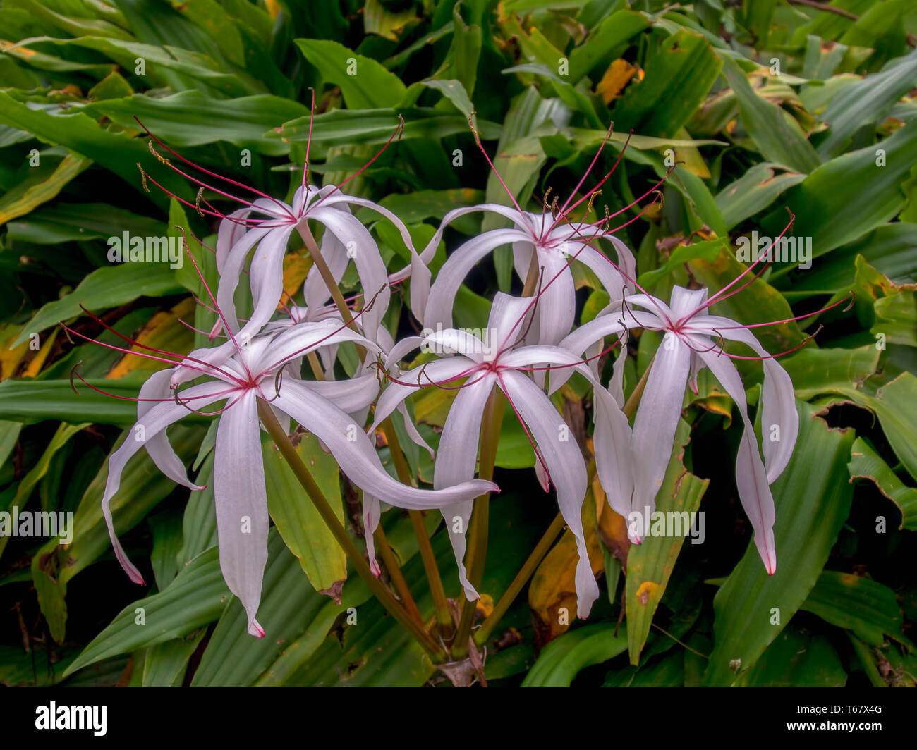 Close-up photography of beautiful Florida swamp-lily flowers. Captured ...