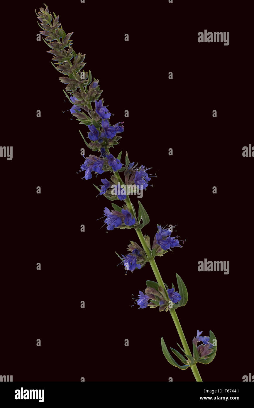 Medicinal plant ysop hyssopus officinalis hi-res stock photography and ...
