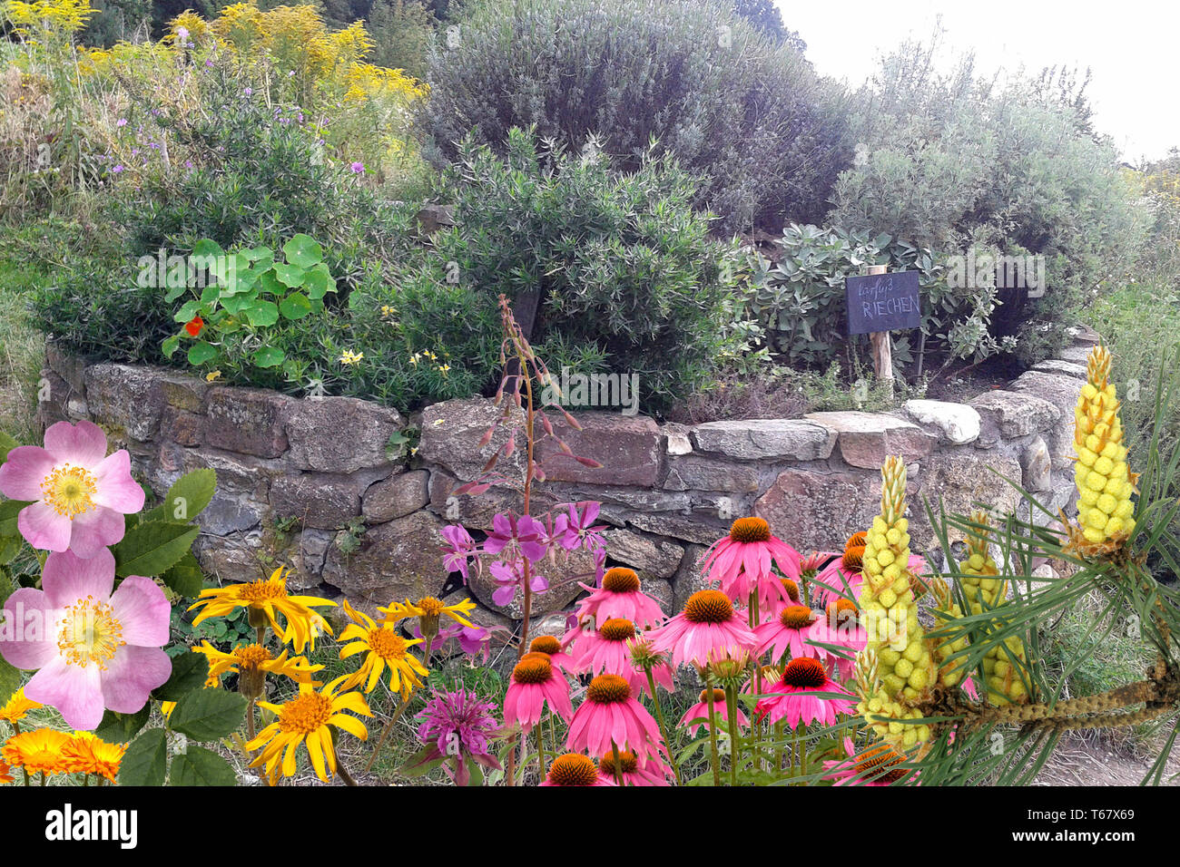 officinal plants, medical plants, arrangement Stock Photo - Alamy