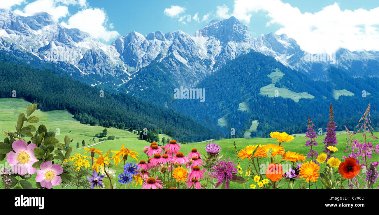 officinal plants, medical plants, arrangement Stock Photo - Alamy
