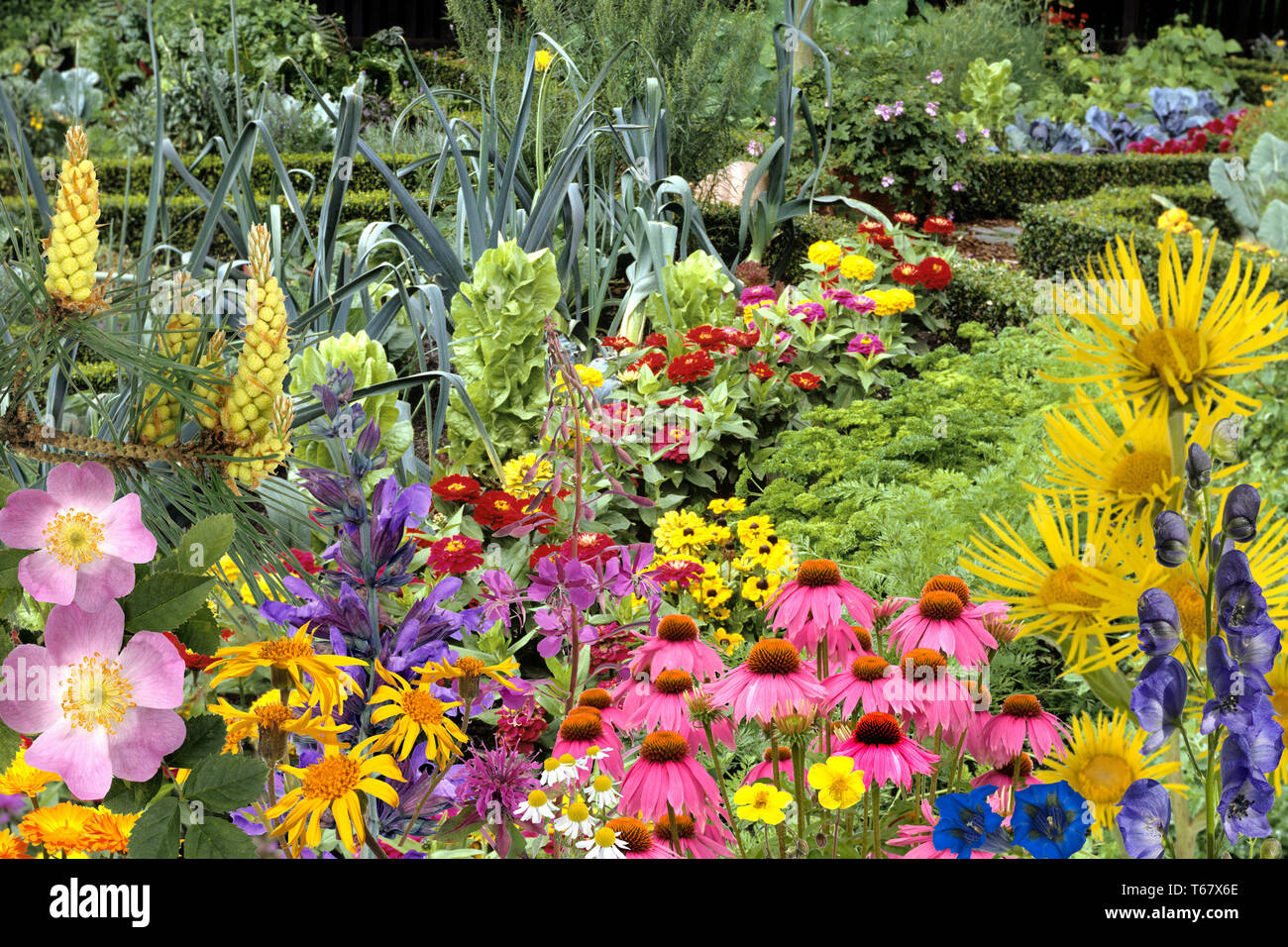 officinal plants, medical plants, arrangement Stock Photo - Alamy