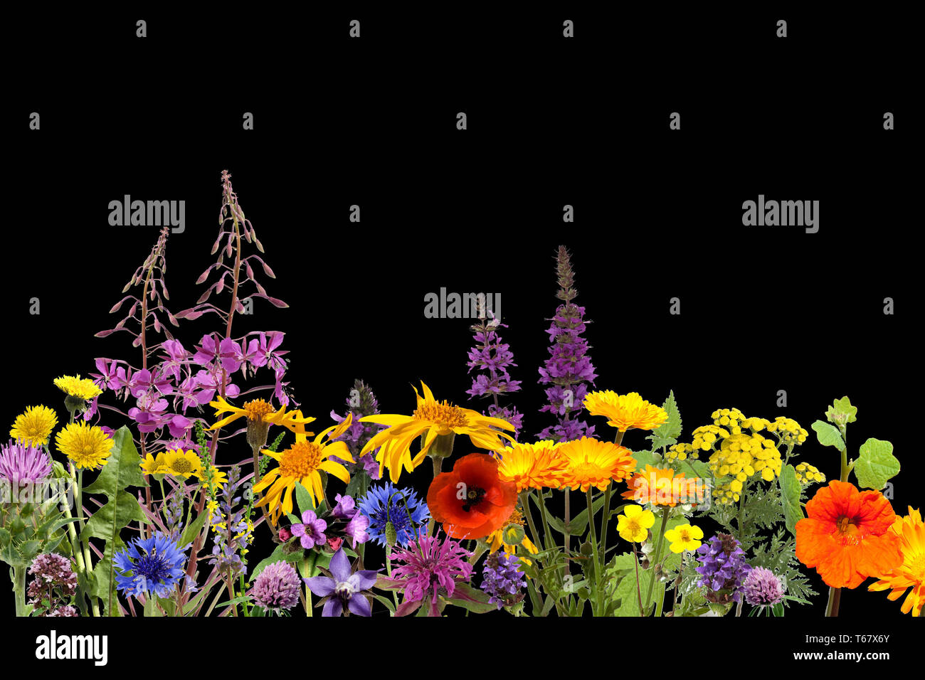 officinal plants, medical plants, arrangement Stock Photo - Alamy