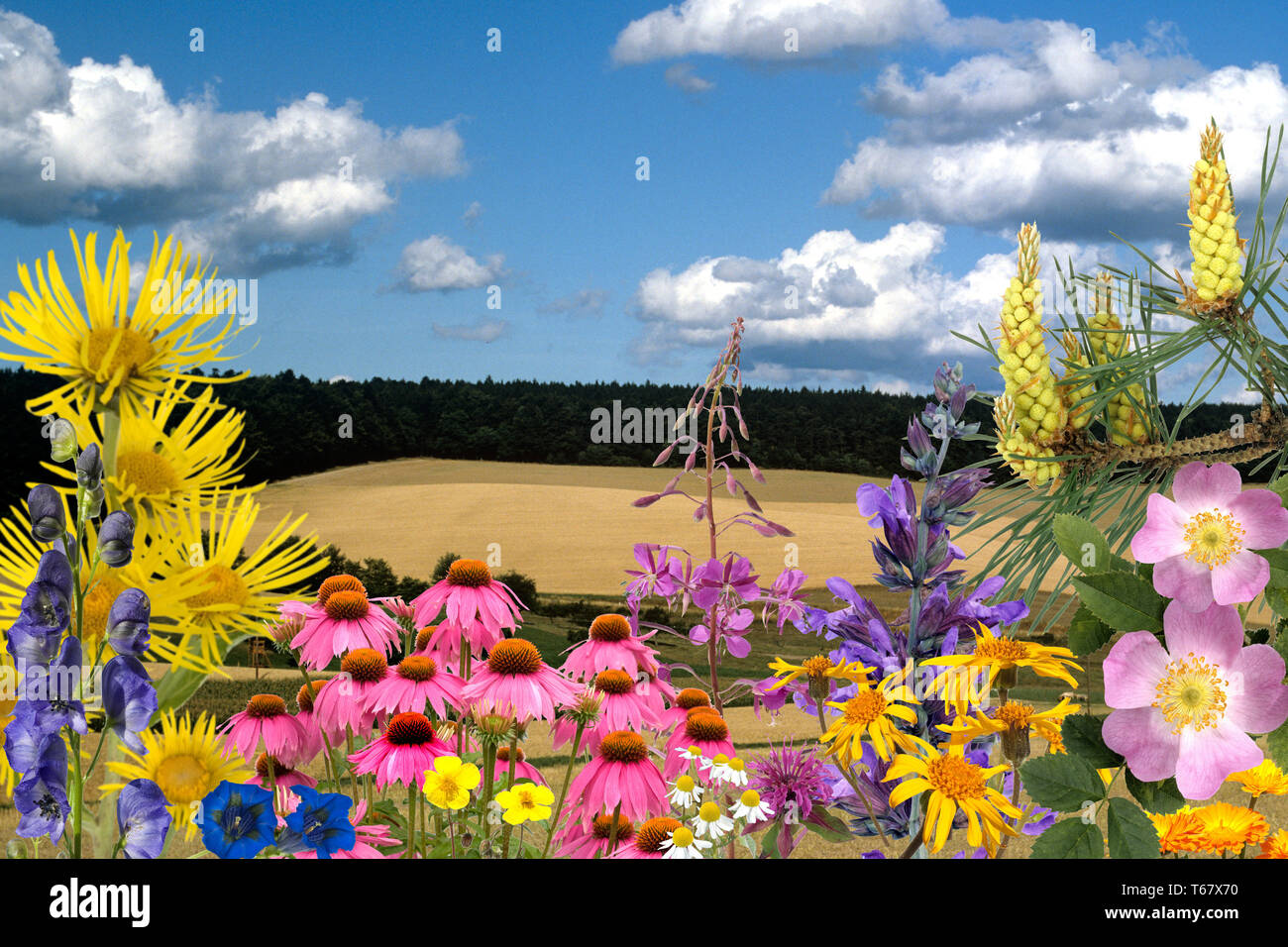 officinal plants, medical plants, arrangement Stock Photo - Alamy