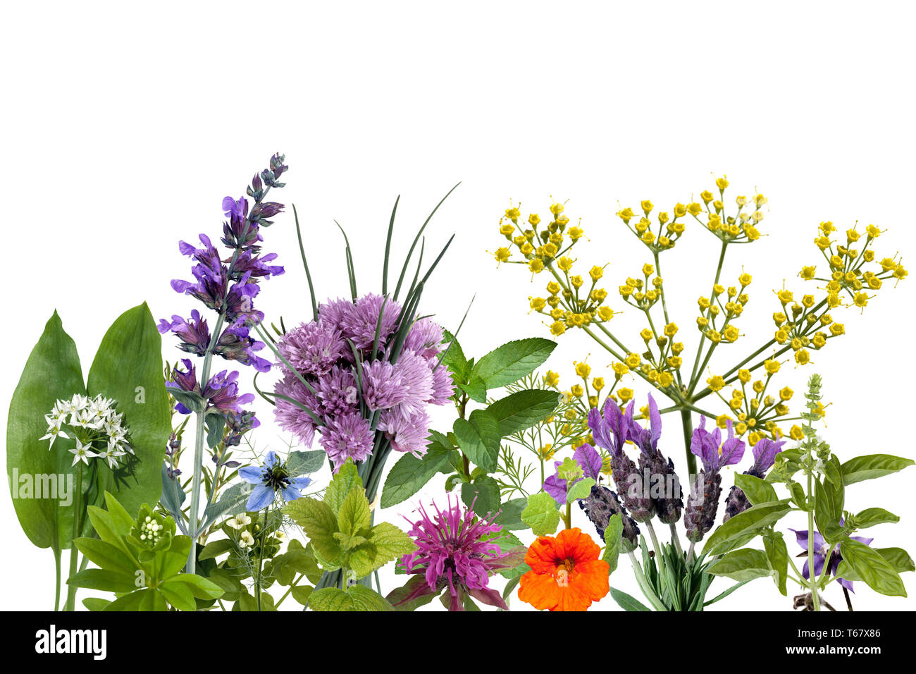 healing plants and edible wild herbs in the european alps Stock Photo ...