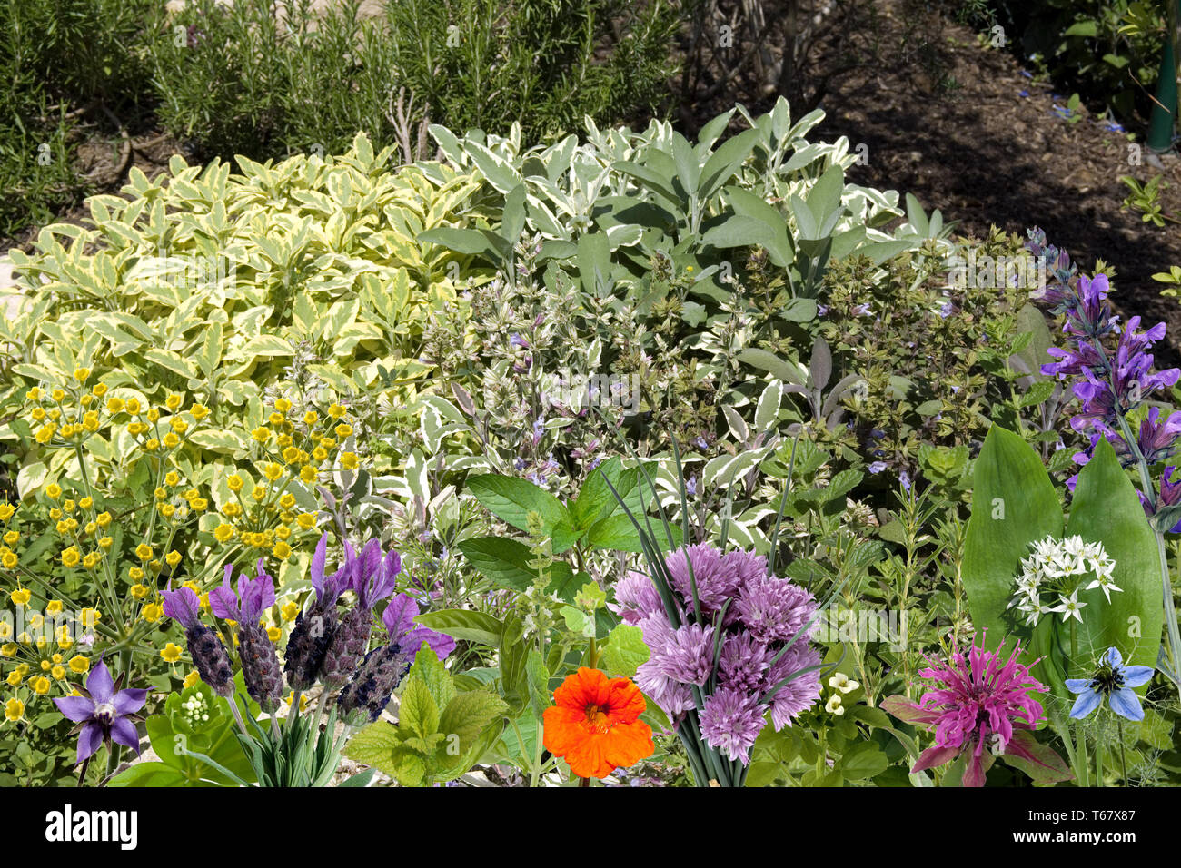 healing plants and edible wild herbs in the european alps Stock Photo ...