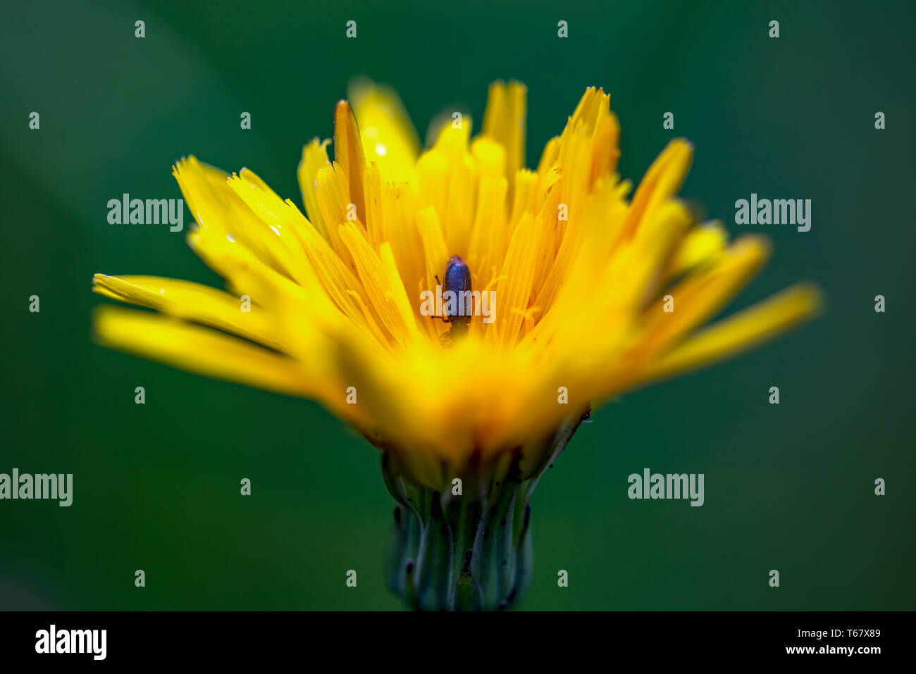 Macro photography of a dandelion flower with a tiny bug inside ...