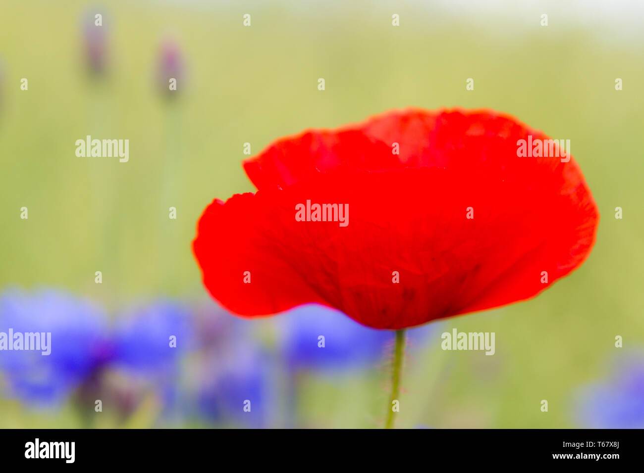 White corn poppy hi-res stock photography and images - Alamy