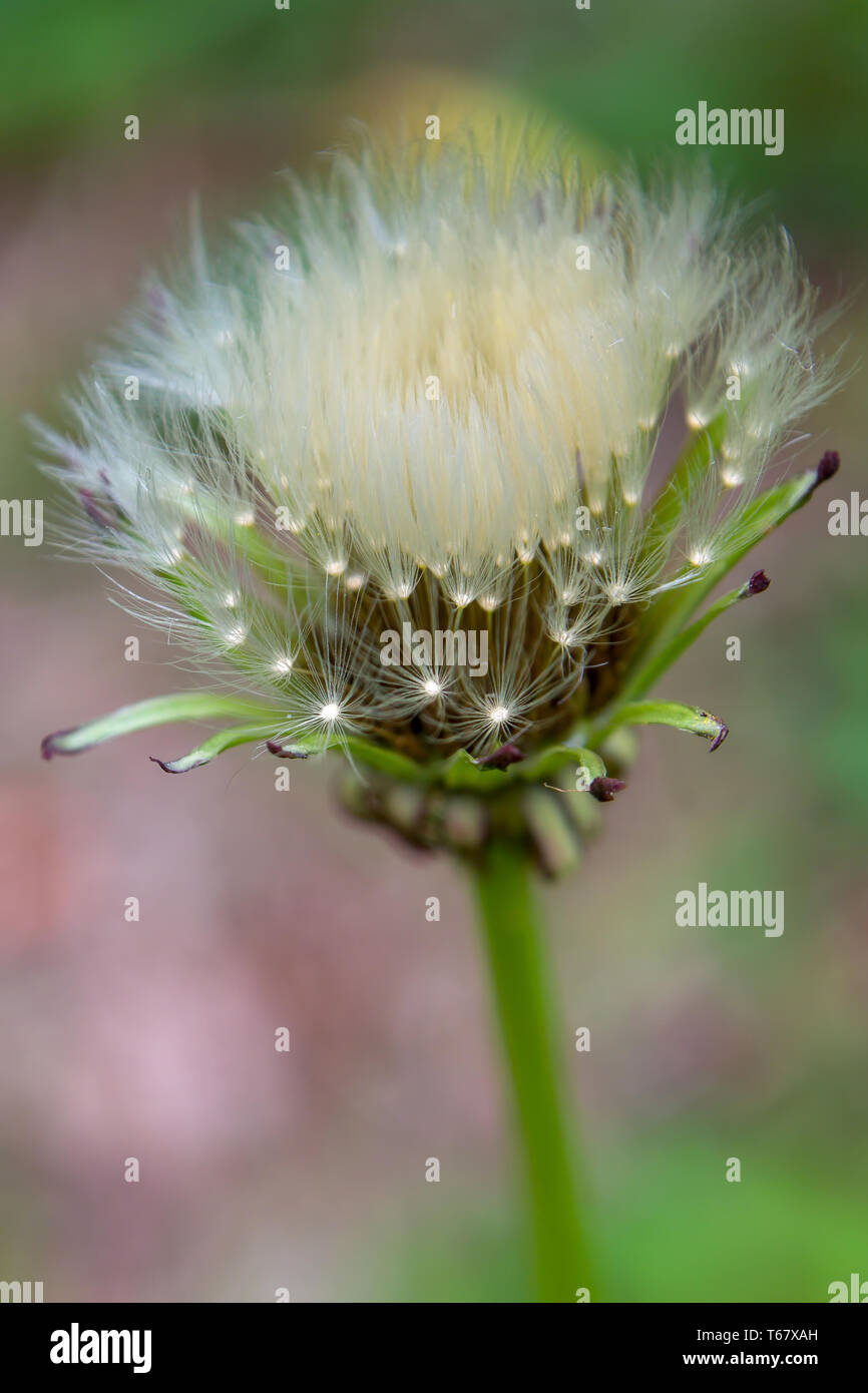 Macro photography of a dandelion seed head in an early stage of ...