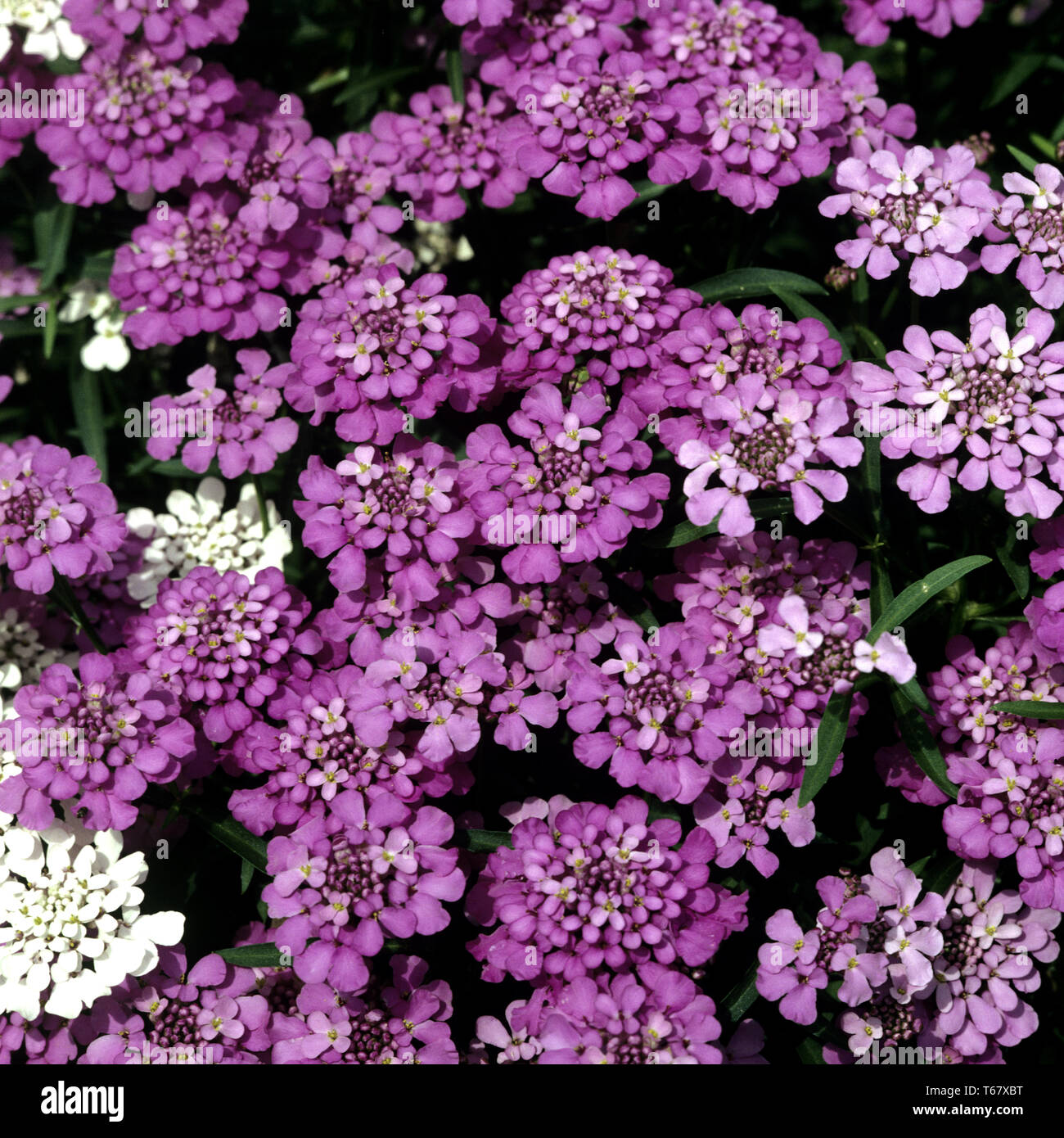 Pink iberis hi-res stock photography and images - Alamy