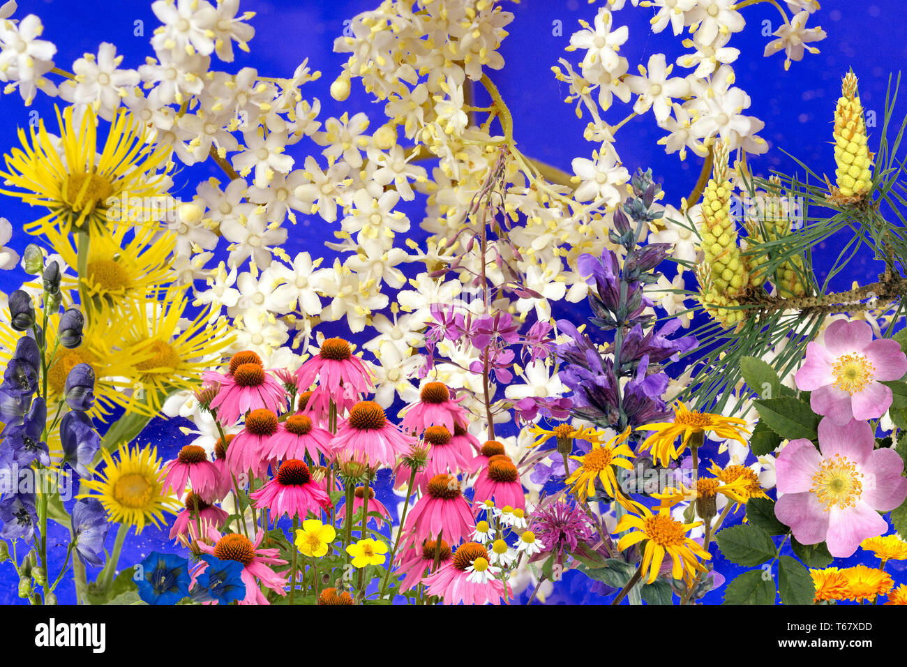 officinal plants, medical plants, arrangement Stock Photo - Alamy