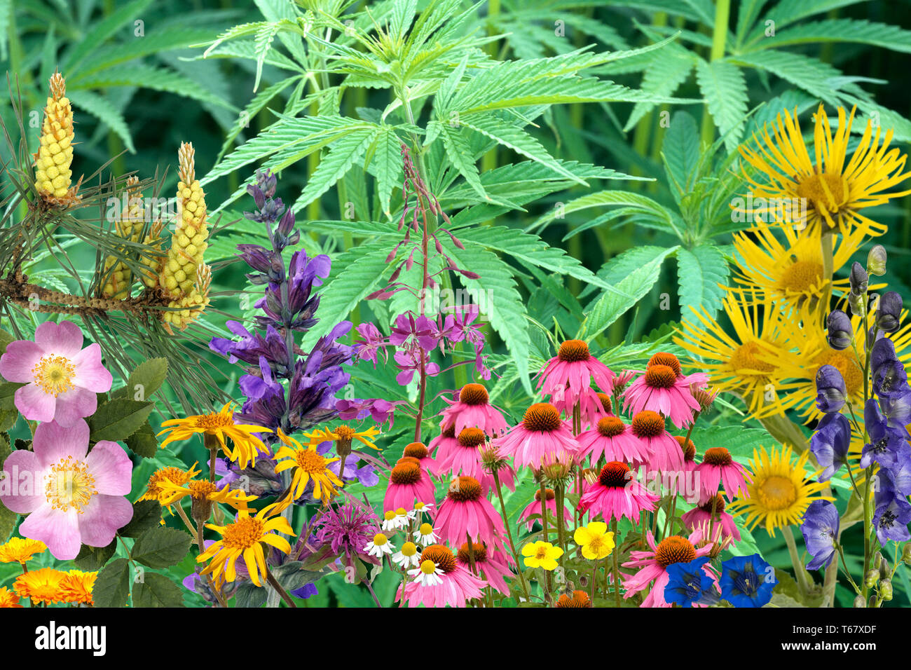 officinal plants, medical plants, arrangement Stock Photo - Alamy