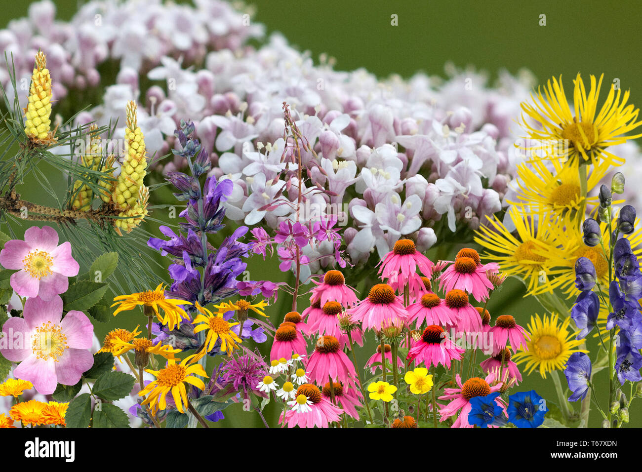 officinal plants, medical plants, arrangement Stock Photo - Alamy
