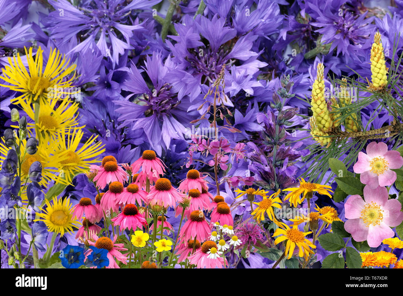 officinal plants, medical plants, arrangement Stock Photo - Alamy