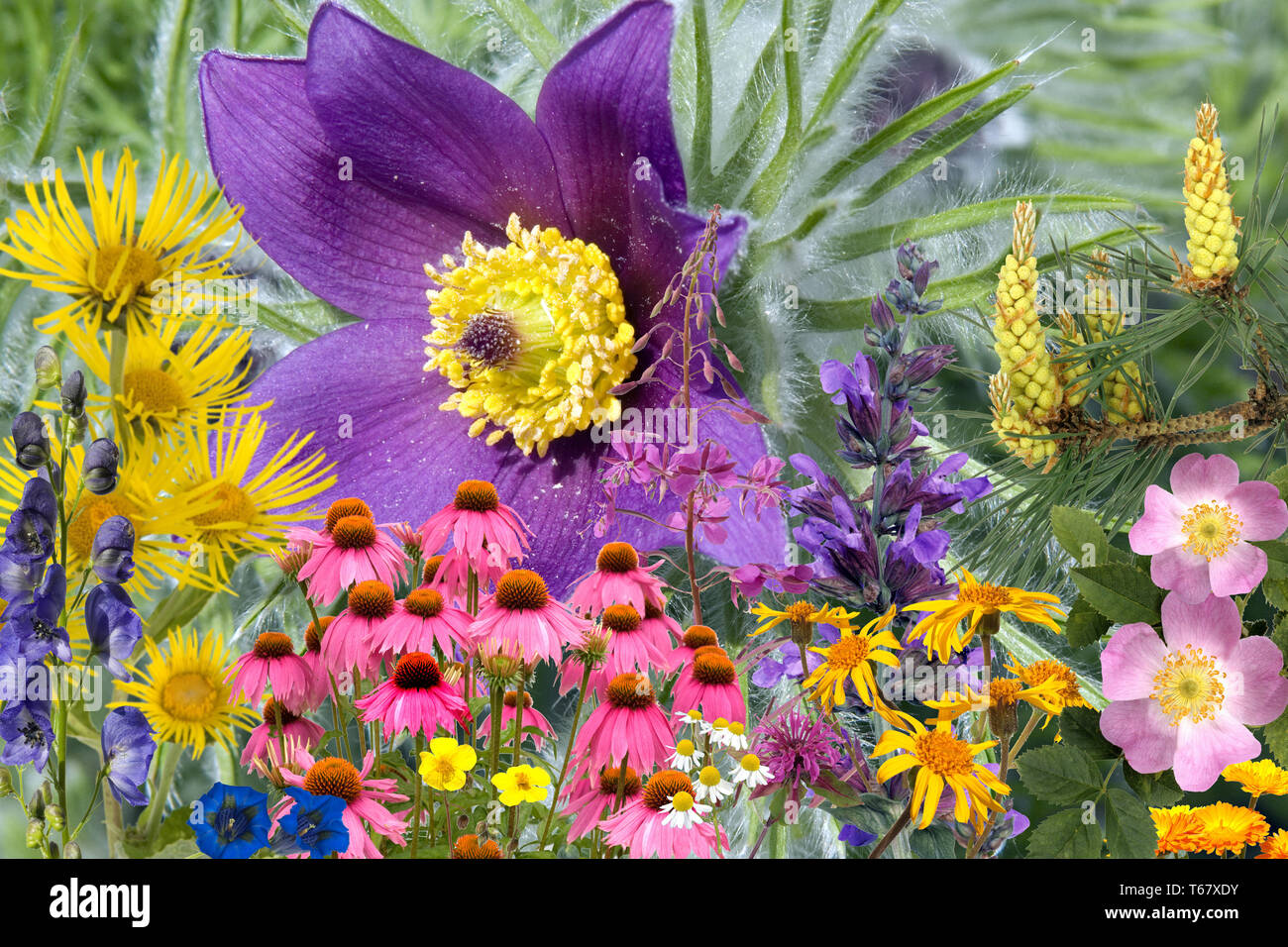 officinal plants, medical plants, arrangement Stock Photo - Alamy