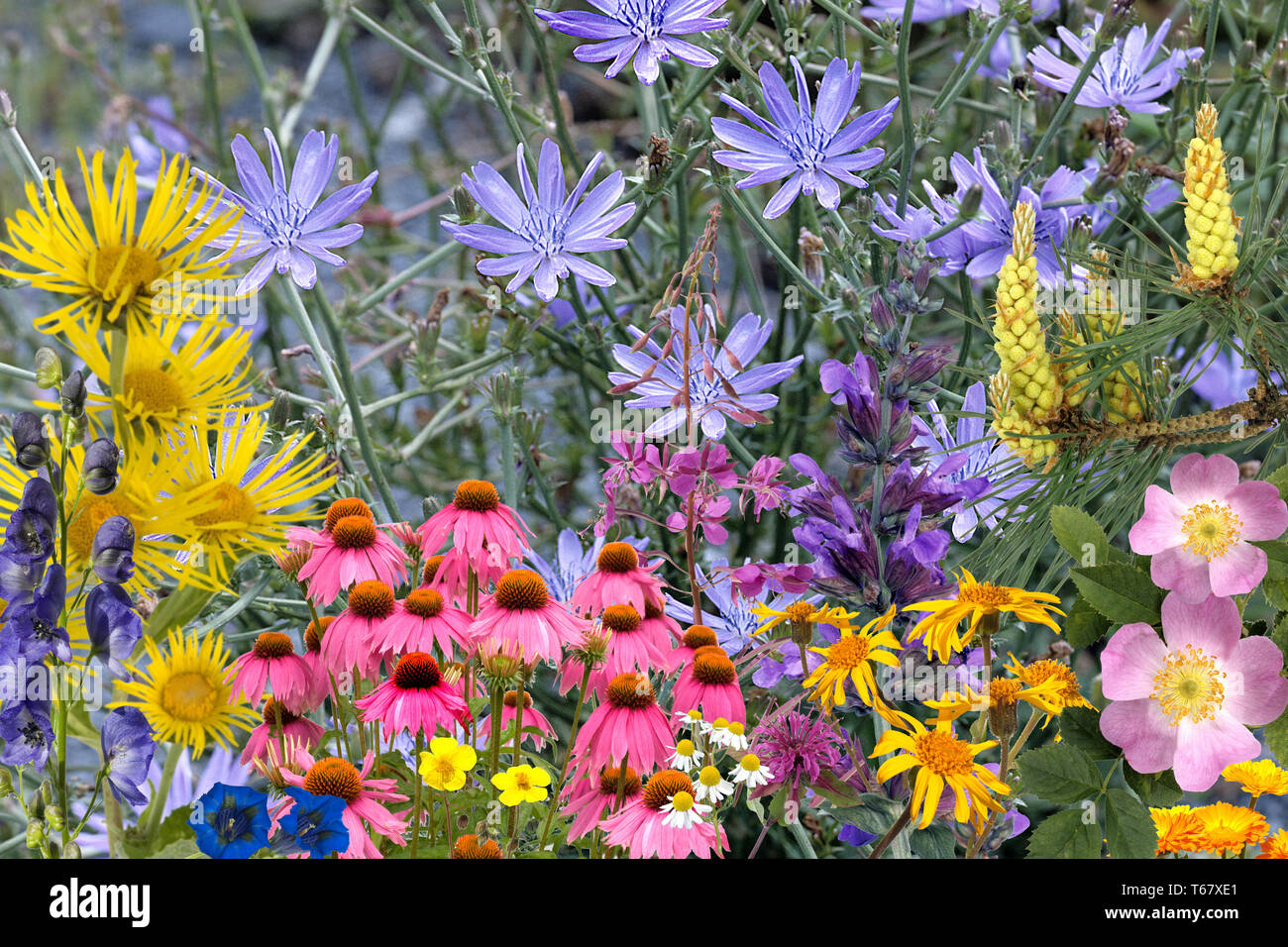 officinal plants, medical plants, arrangement Stock Photo - Alamy