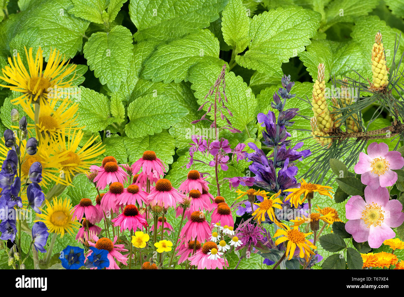 officinal plants, medical plants, arrangement Stock Photo - Alamy