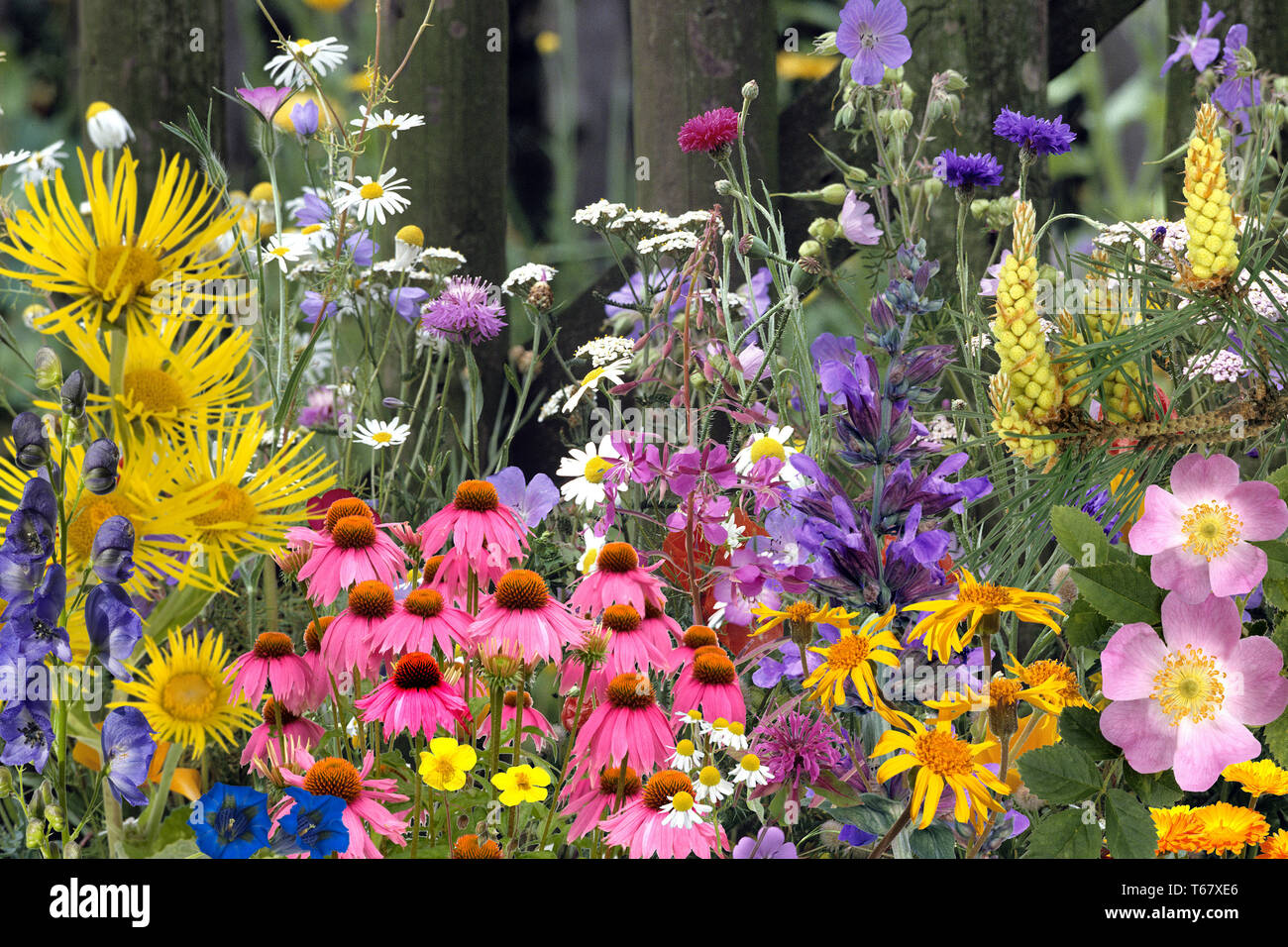 officinal plants, medical plants, arrangement Stock Photo - Alamy