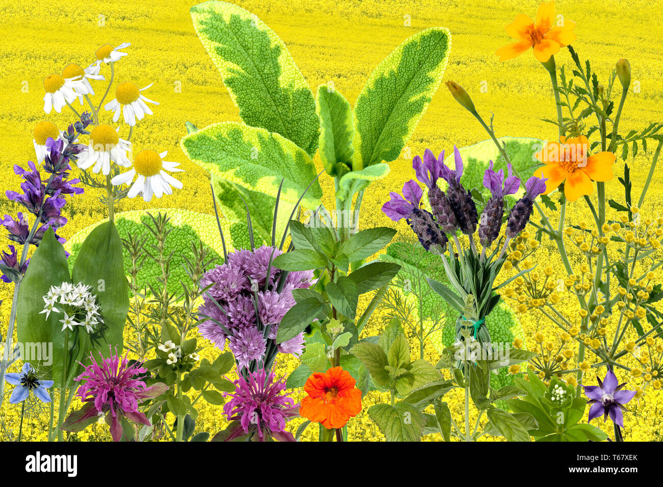 healing plants and edible wild herbs in the european alps Stock Photo ...