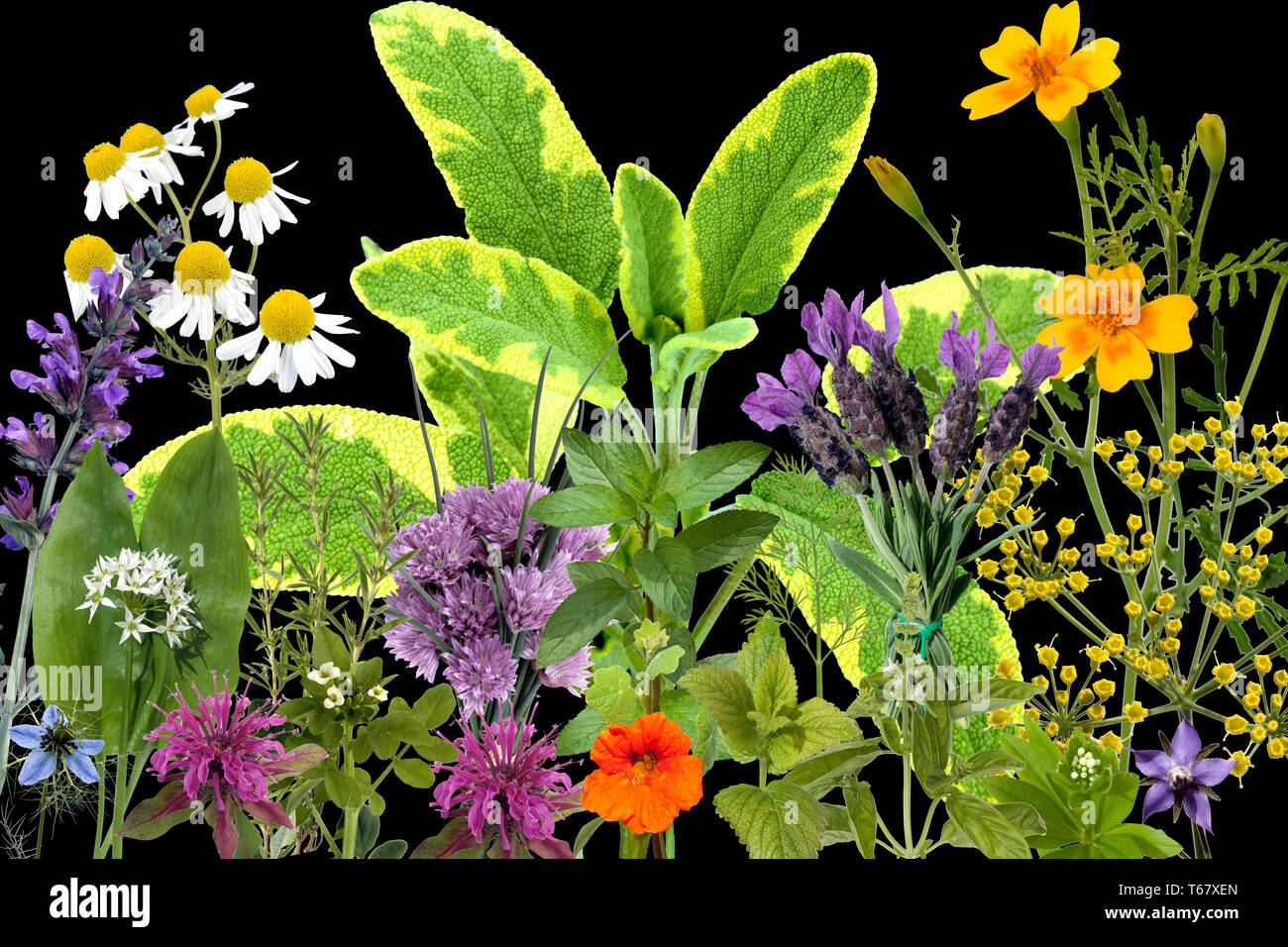 healing plants and edible wild herbs in the european alps Stock Photo ...