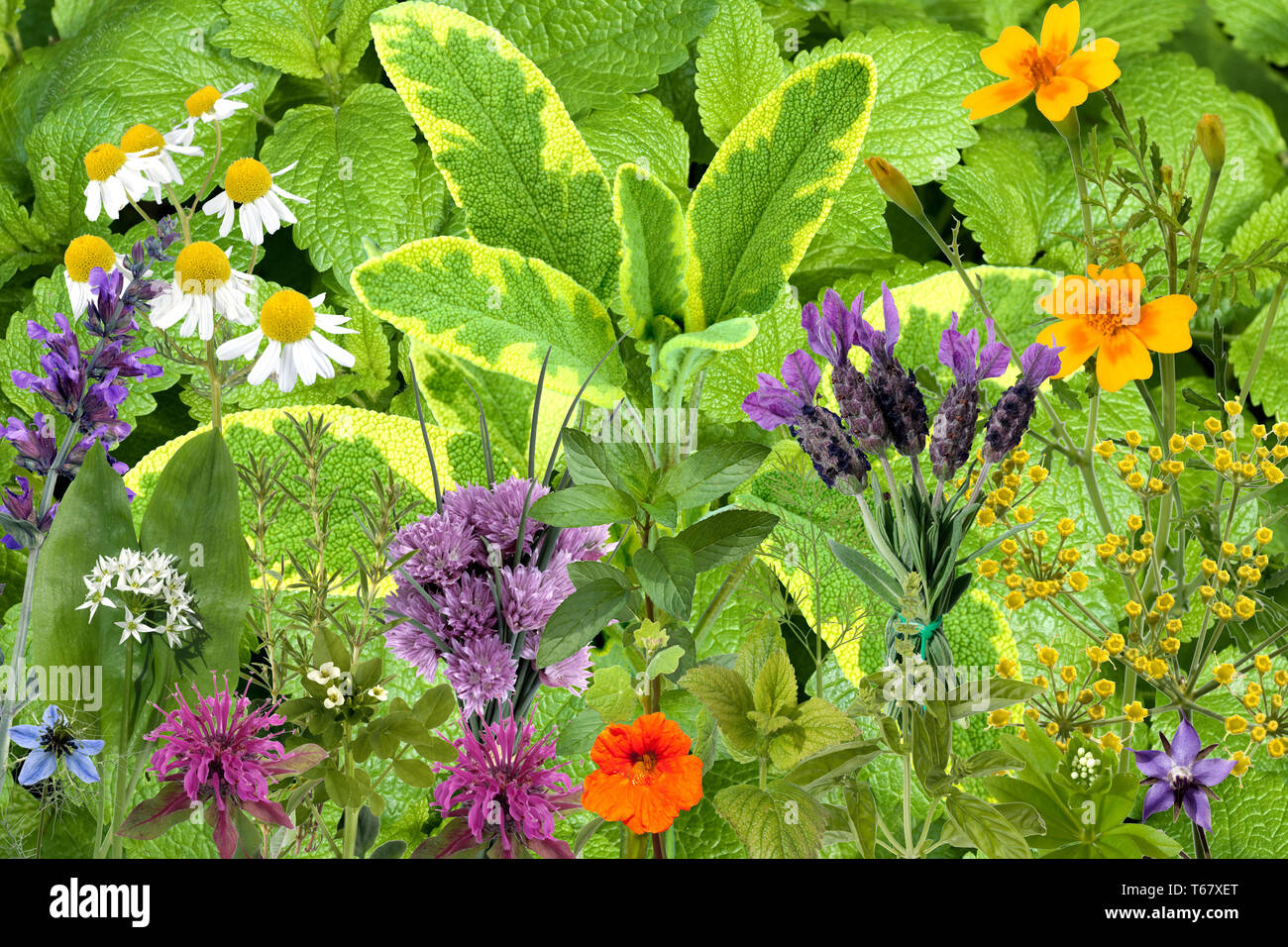 healing plants and edible wild herbs in the european alps Stock Photo ...