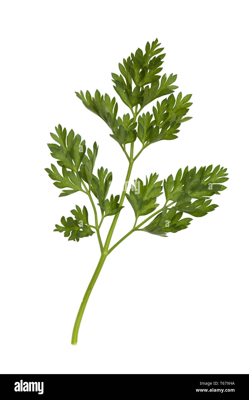 Anthriscus cerefolium hi-res stock photography and images - Alamy