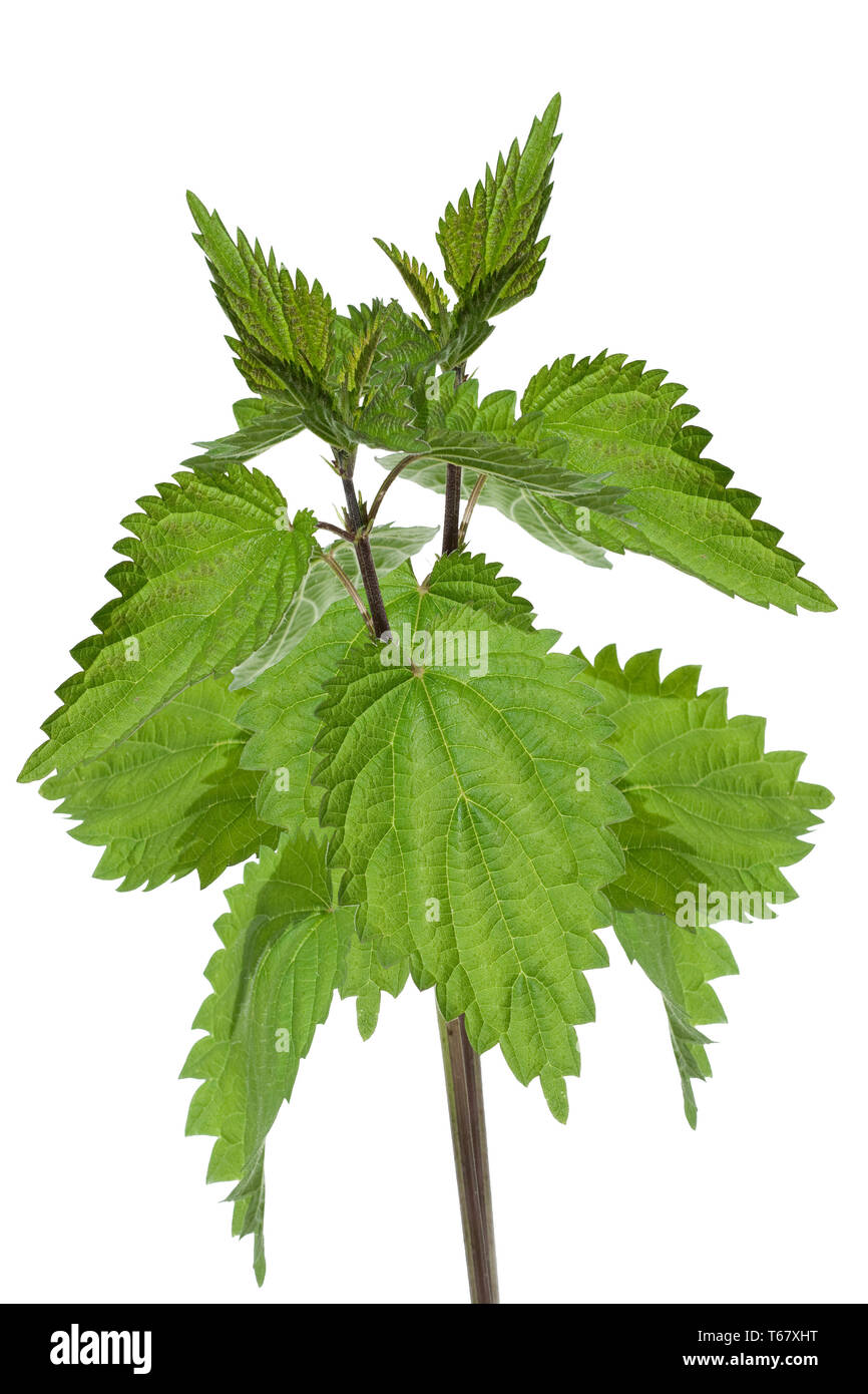 Skin by stinging nettle Cut Out Stock Images & Pictures - Alamy