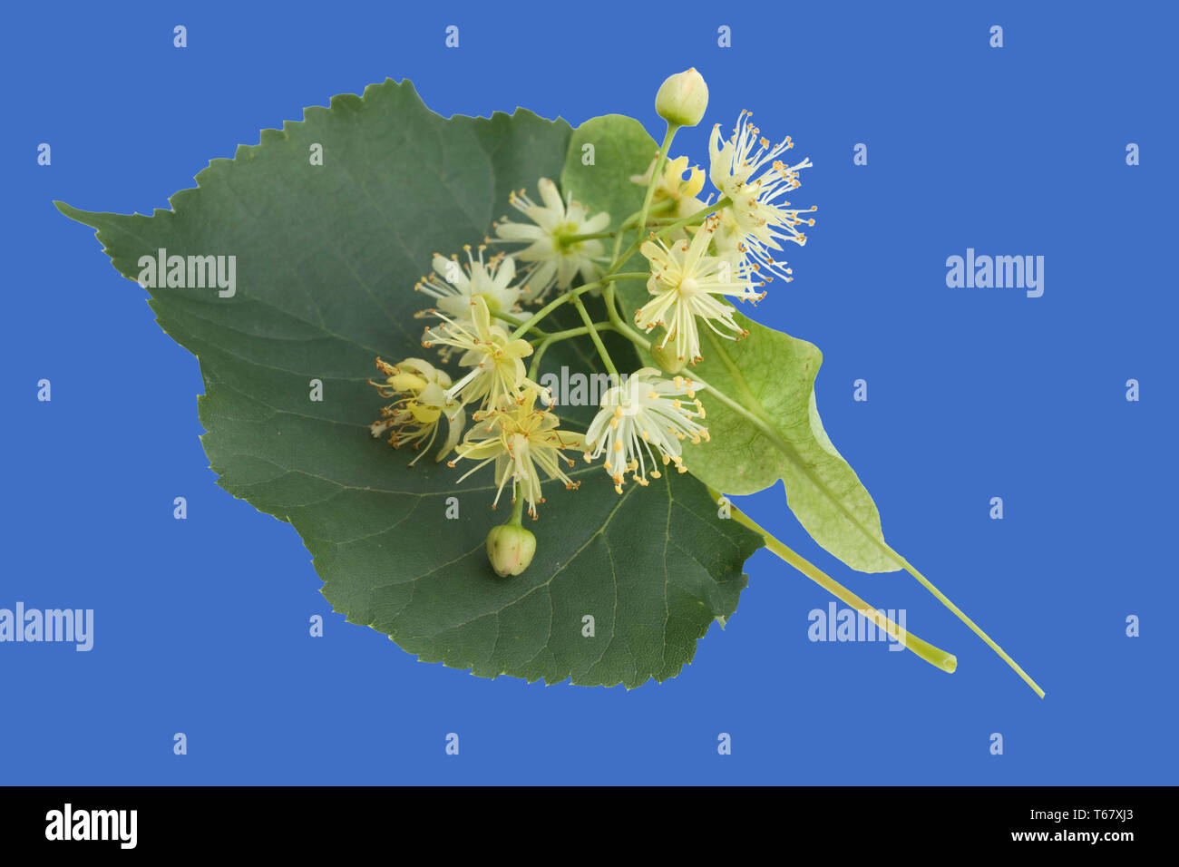 linden tree, genus tilia Stock Photo - Alamy