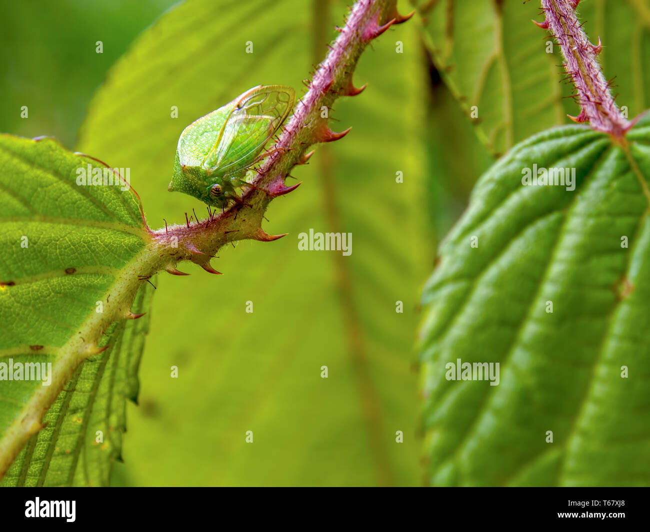 A buffalo treehopper feeding on a wild blackberry plant. Captured at ...