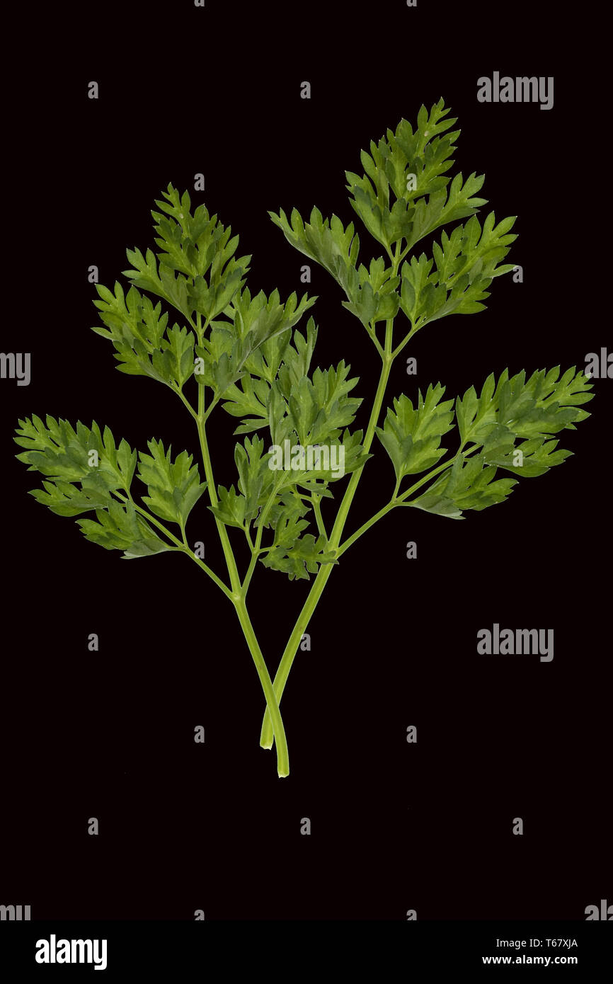 garden chervil [Anthriscus cerefolium] Stock Photo - Alamy