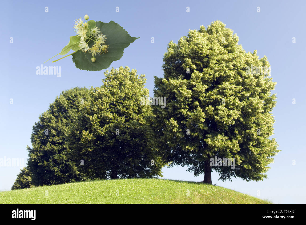 linden tree, genus tilia Stock Photo - Alamy