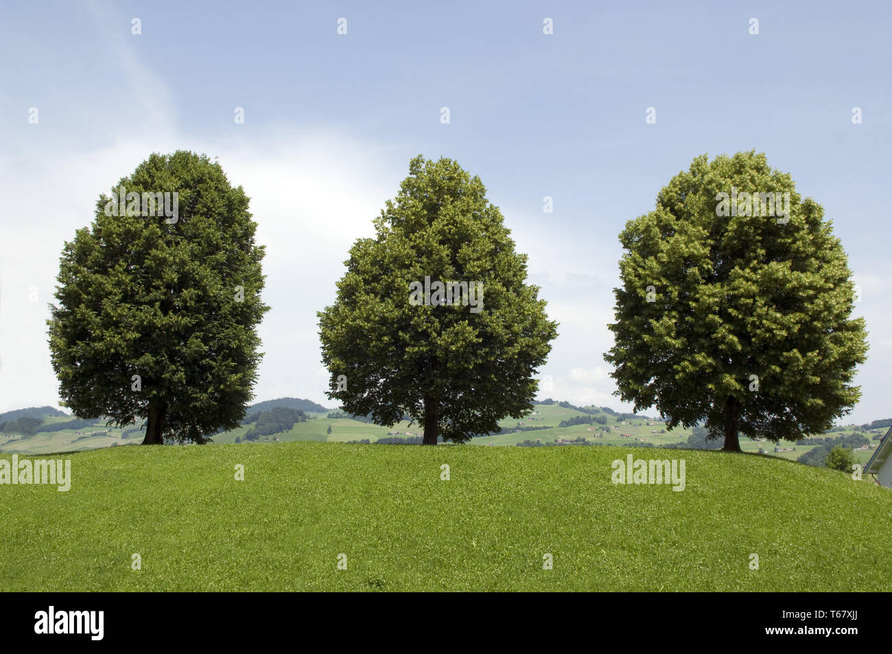 linden tree, genus tilia Stock Photo - Alamy