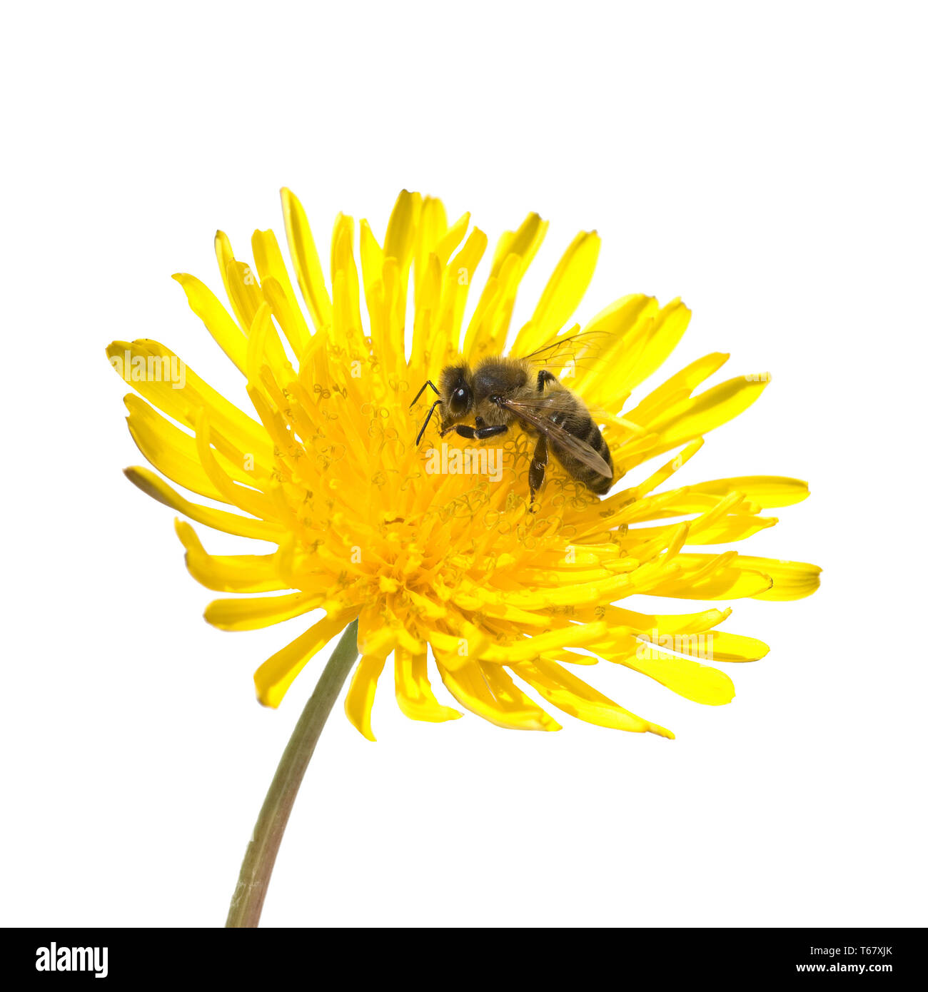Honey Bee (Apis mellifica), Germany Stock Photo - Alamy