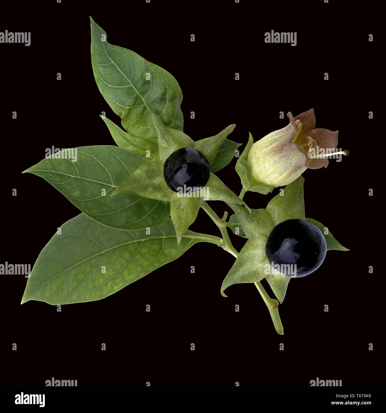 Belladonna, banewort, dwale, deadly nightshade, death cherries, devil's ...