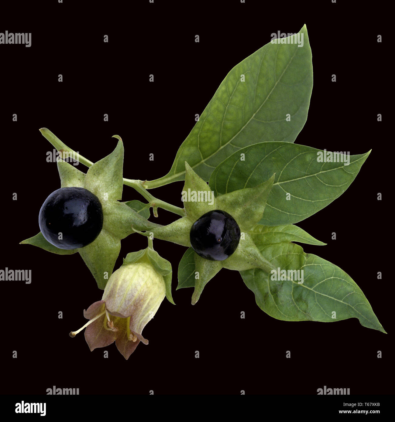 Dwale banewort hi-res stock photography and images - Alamy