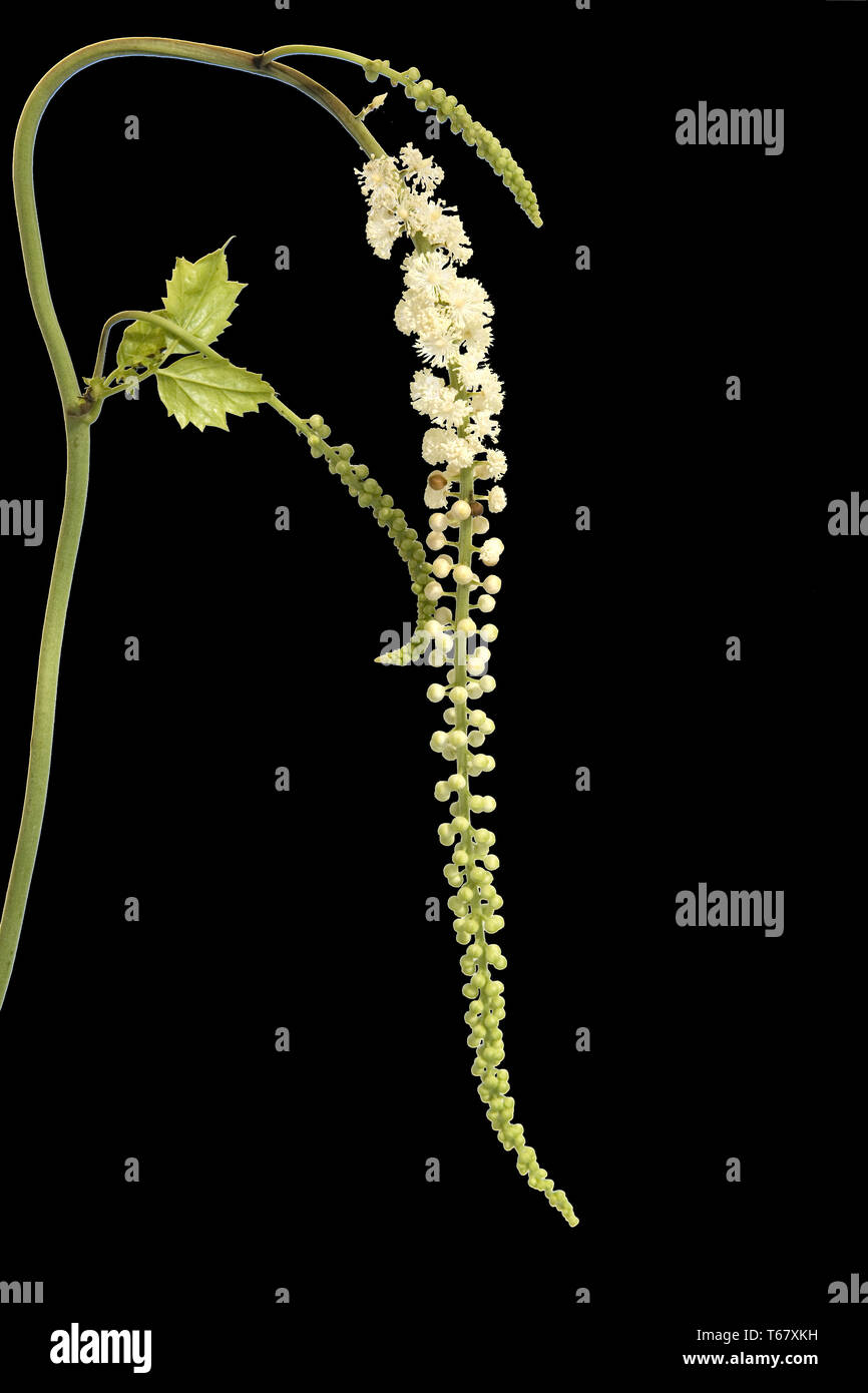 Black bugbane or black cohosh, Actaea racemosa Stock Photo - Alamy