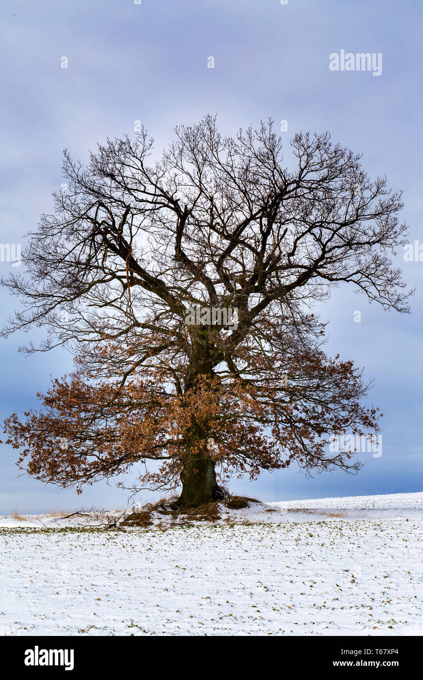 Nice winter landscape with tree Stock Photo - Alamy