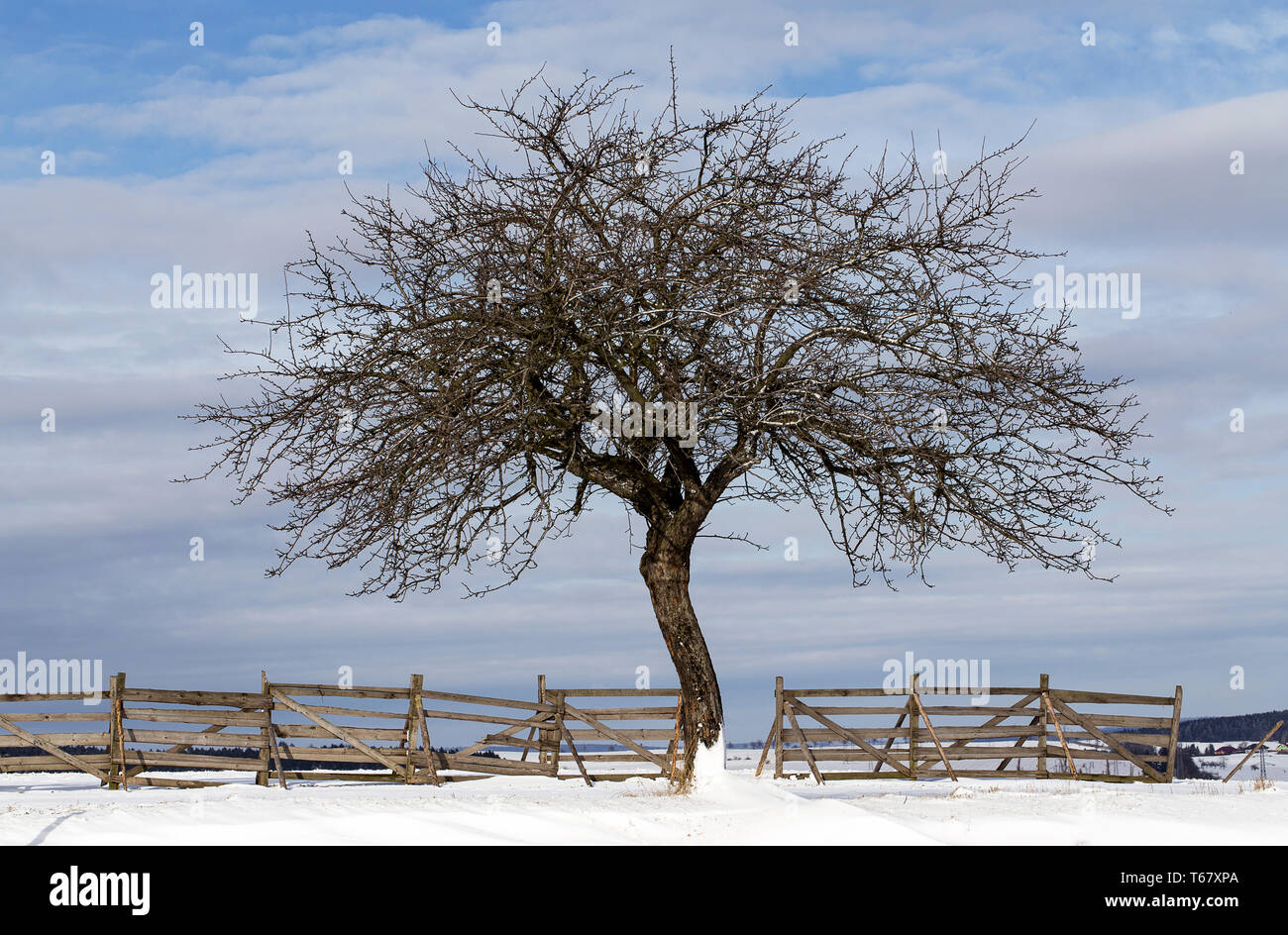 Nice winter landscape with tree Stock Photo - Alamy