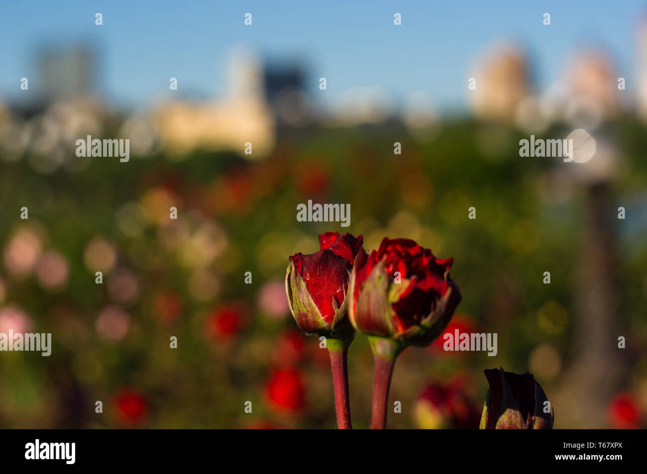 Red Rose flower on urban background. Nature Stock Photo - Alamy