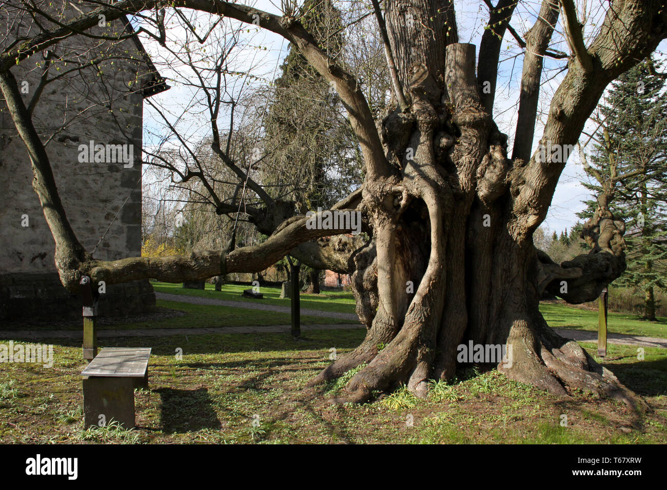 Tilia genus hi-res stock photography and images - Alamy