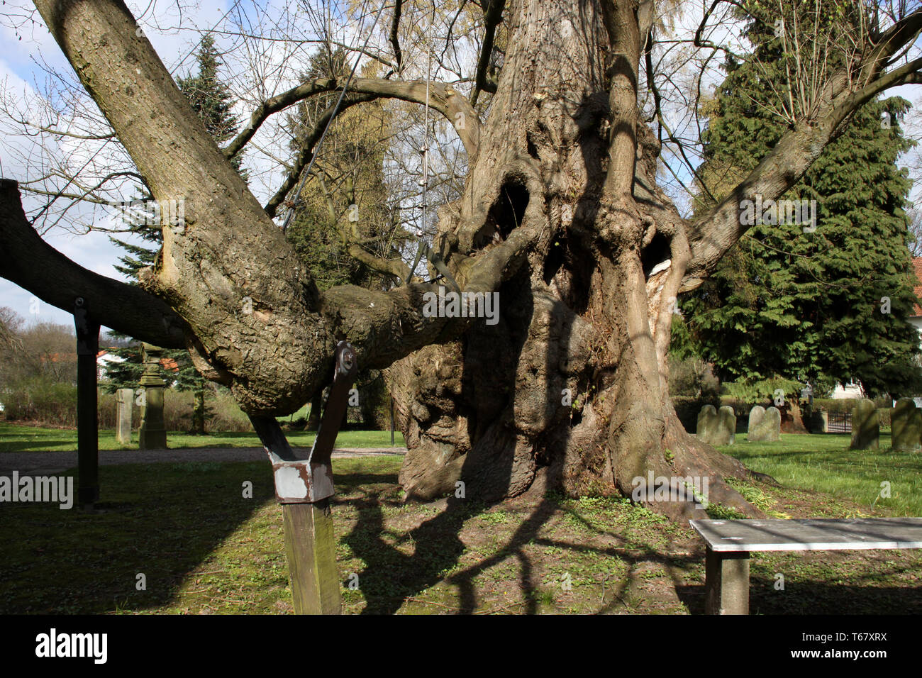 linden tree, genus tilia Stock Photo - Alamy