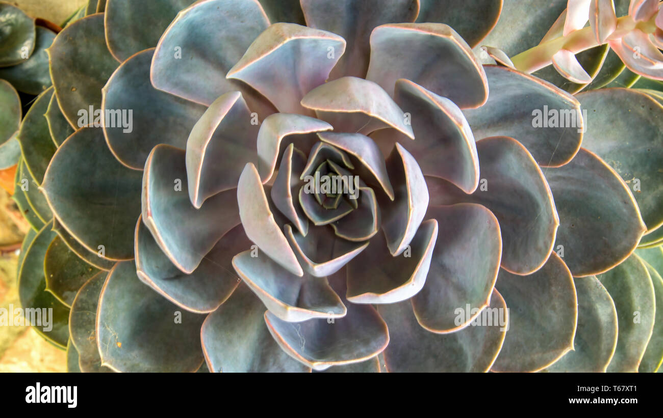 Macro photography of the awesome pattern of the echeveria peacockii ...